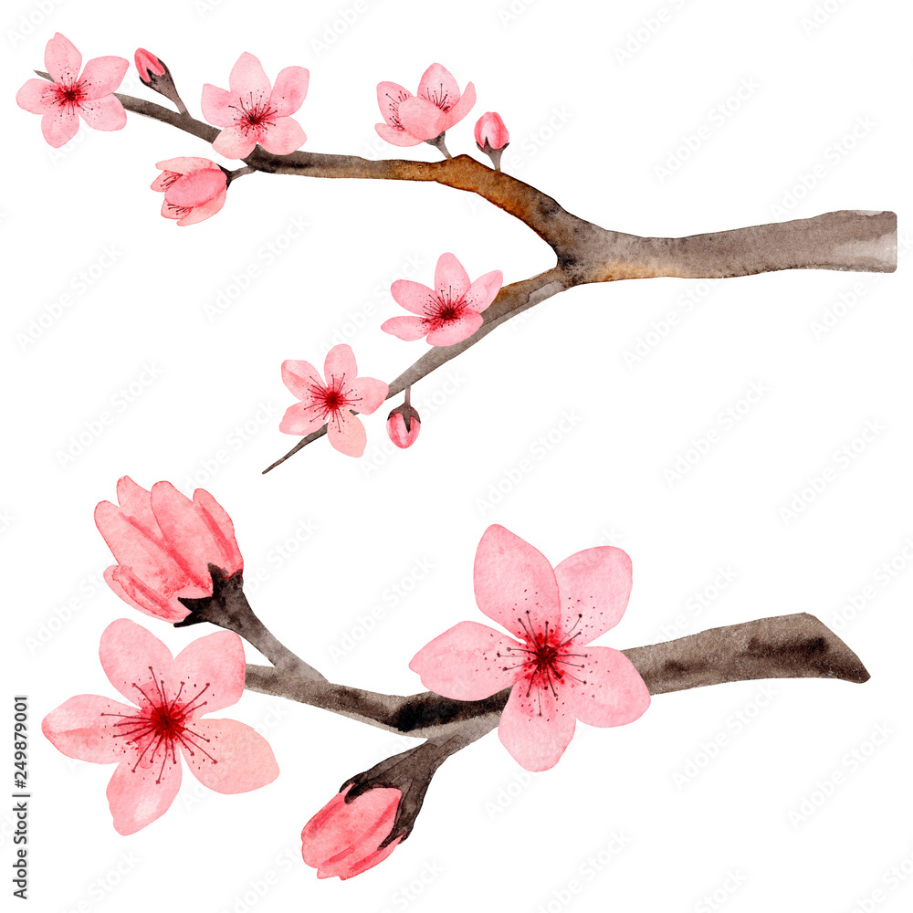 Isolated on white background hand drawn watercolor cherry blossom ...