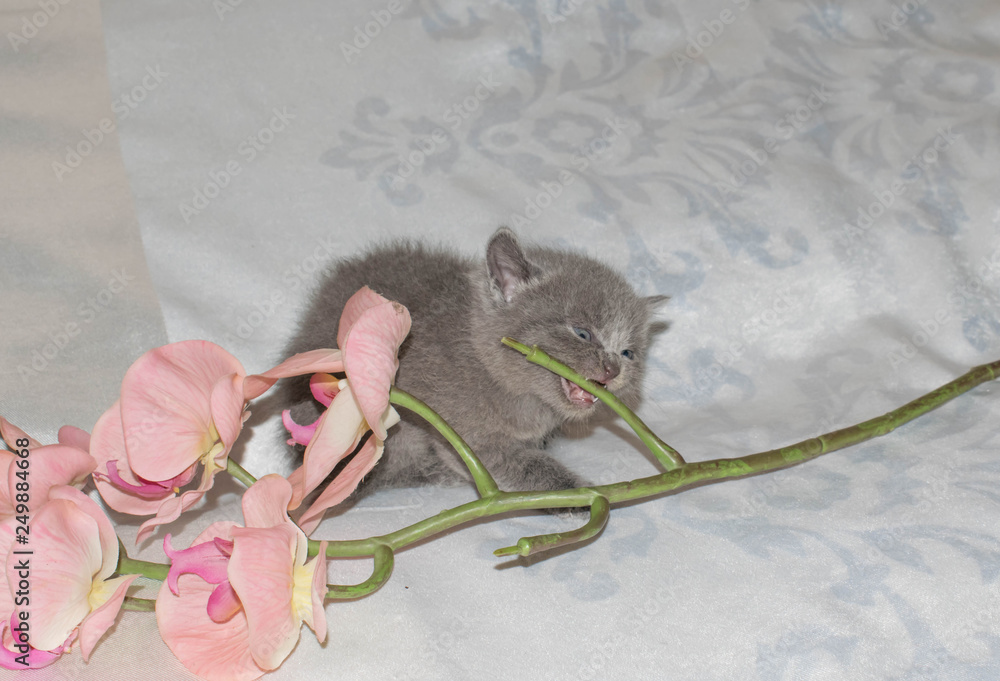 kitten small gray ashy fluffy cute beautiful mouth eyes for design ...