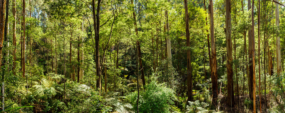 Panoramic view of a beautiful temperate rainforest near Melbourne in ...