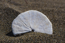 Broken Sand Dollar Free Stock Photo - Public Domain Pictures