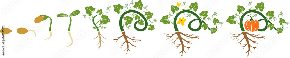 Life cycle of pumpkin plant. Growth stages from seeding to flowering ...