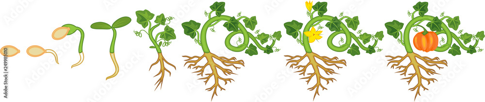Life cycle of pumpkin plant. Growth stages from seeding to flowering ...