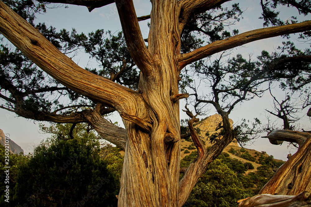 Relic juniper Juniperus Excelsa in the rays of the setting sun on a ...