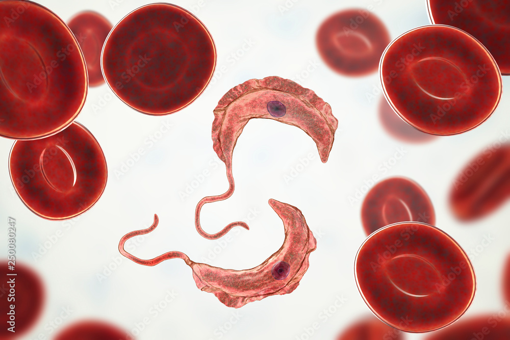 Trypanosoma brucei parasites, 3D illustration. A protozoan that is ...