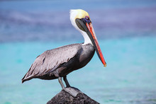 Pelican Rock Free Stock Photo - Public Domain Pictures