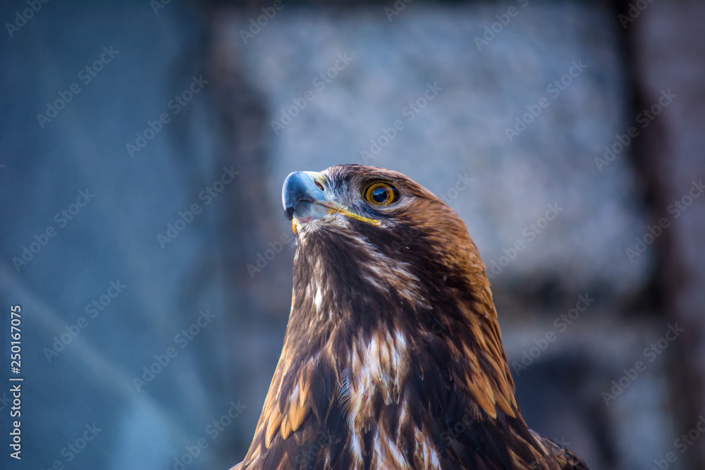 Burial eagle head on a background of stones. Russia. Bird of prey ...