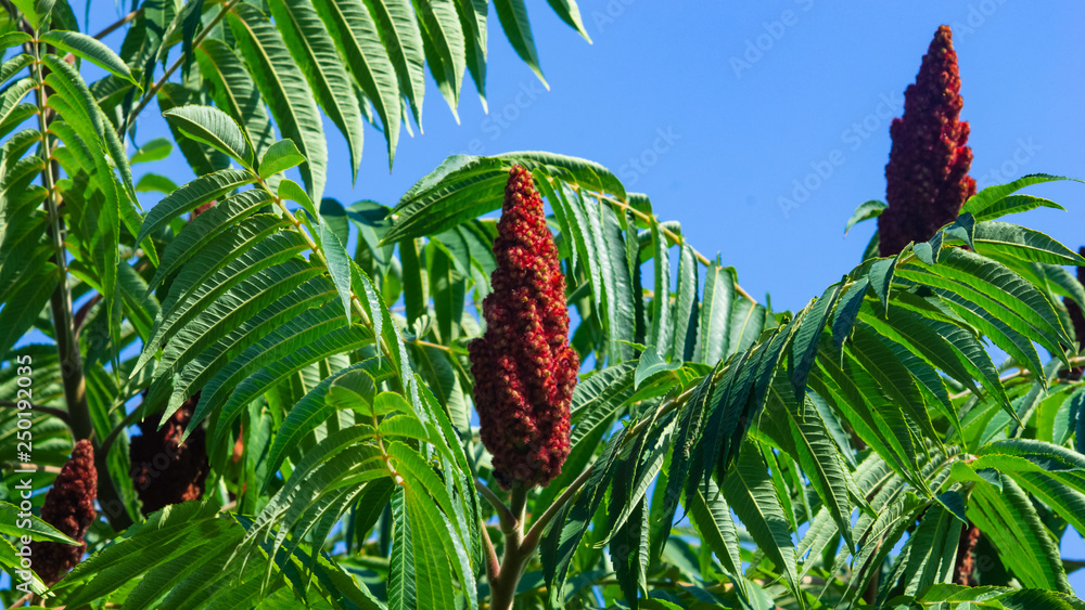 Red flowers with green leaves on blooming Staghorn sumac, Rhus typhina ...