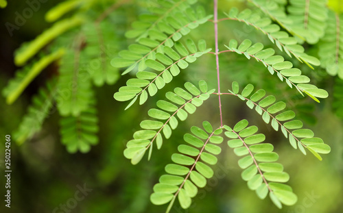 Small leaves on the branches of trees in the park Stock Photo | Adobe Stock