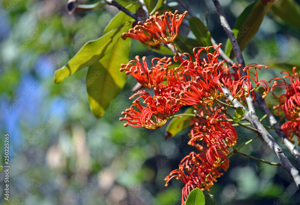 Vibrant red orange flowers of the Australian native Firewheel tree ...