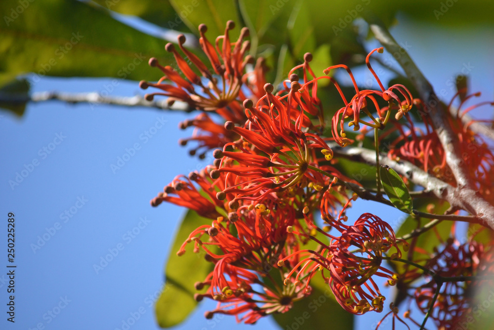 Vibrant red orange flowers of the Australian native Firewheel tree, Stenocarpus sinuatus, family ...