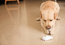 Cute Dog On Crumpled Paper Free Stock Photo - Public Domain Pictures