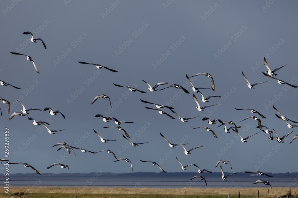 Birds soar. Lots of birds in the air. Migratory birds. Migration of ...