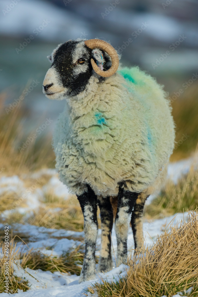 Swaledale Sheep, a female or ewe on exposed snowy fell.. Swaledale ...