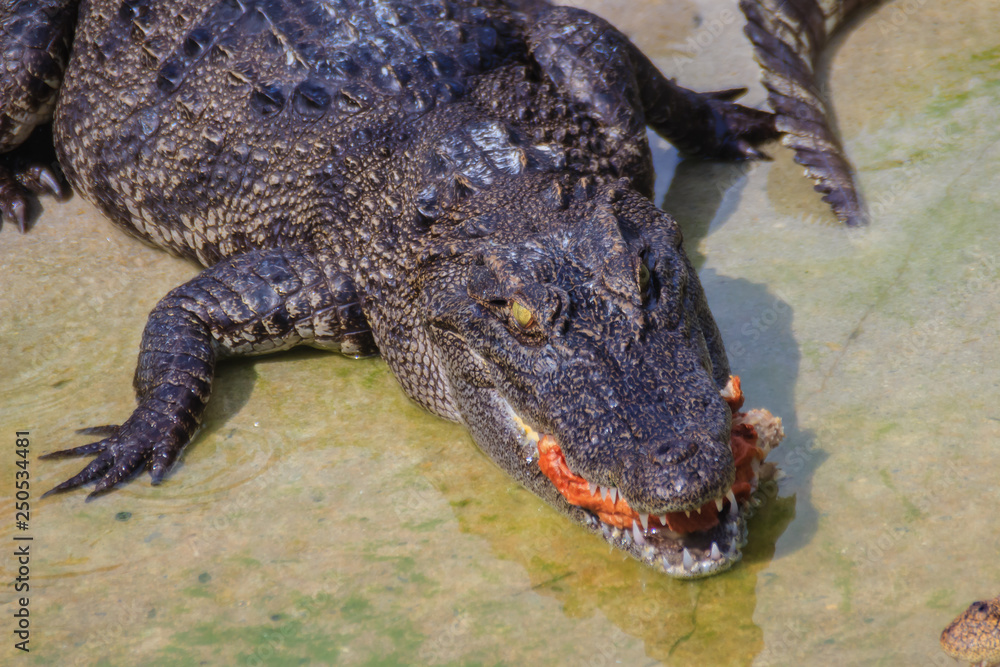 Scary crocodile is eating fresh meat in the farm. Crocodile farming for ...