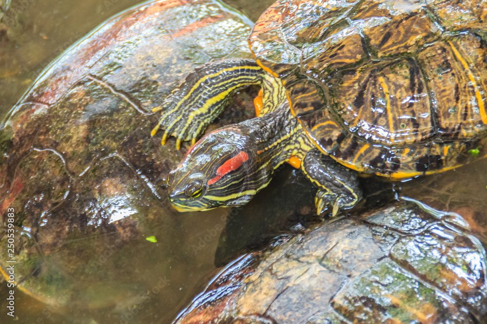 Cute red-eared slider (Trachemys scripta elegans), also known as the ...