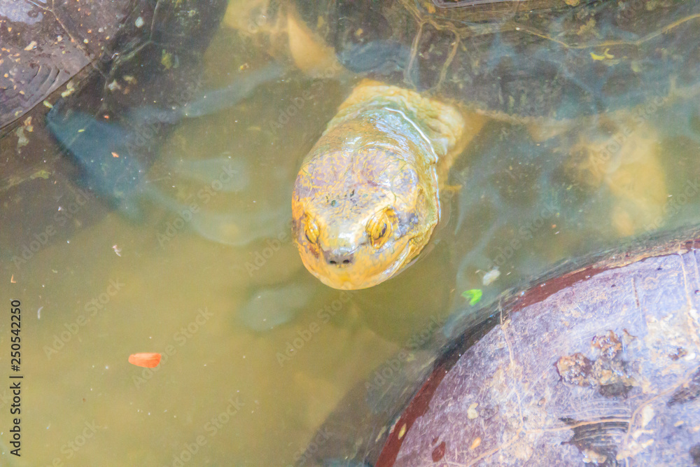 Cute Yellow-headed temple turtle in the farm. The yellow-headed temple ...