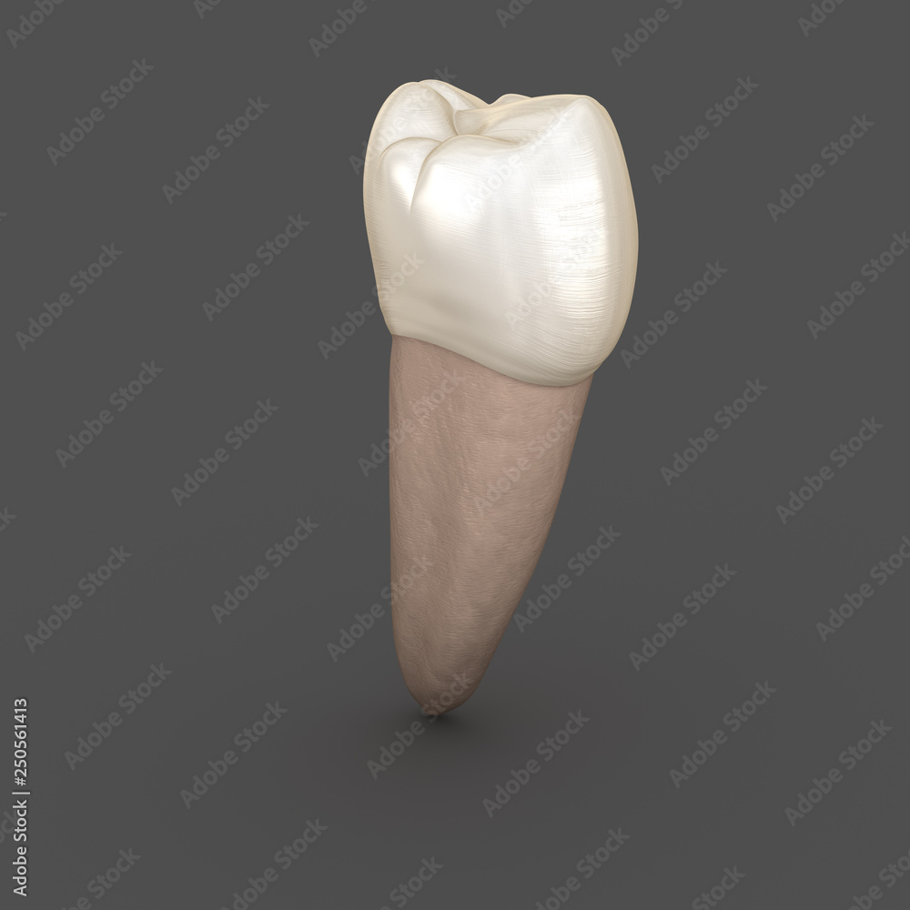 Dental anatomy - Mandibular Second premolar tooth. Medically accurate ...