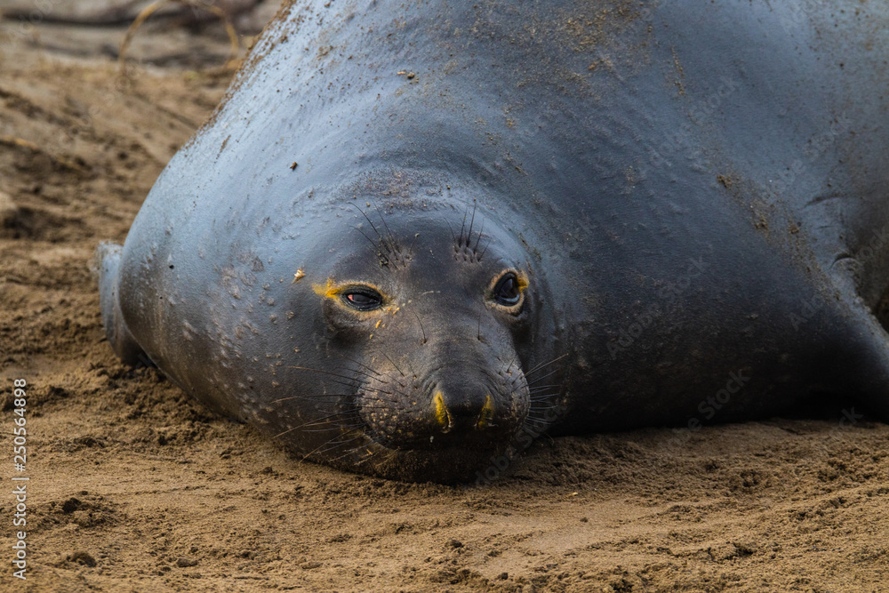 ano nuevo elephant seals Stock Photo | Adobe Stock