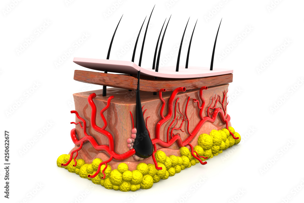 Human skin anatomy. 3d render Stock Illustration | Adobe Stock