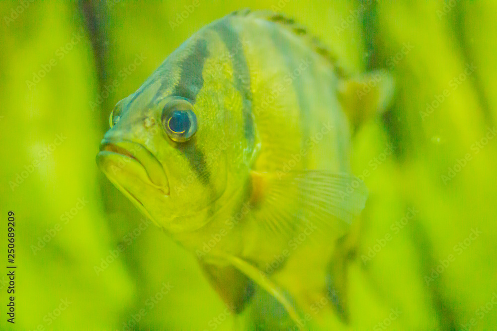 Foto Cute Northeastern siamese tigerfish in aquarium. The Siamese ...