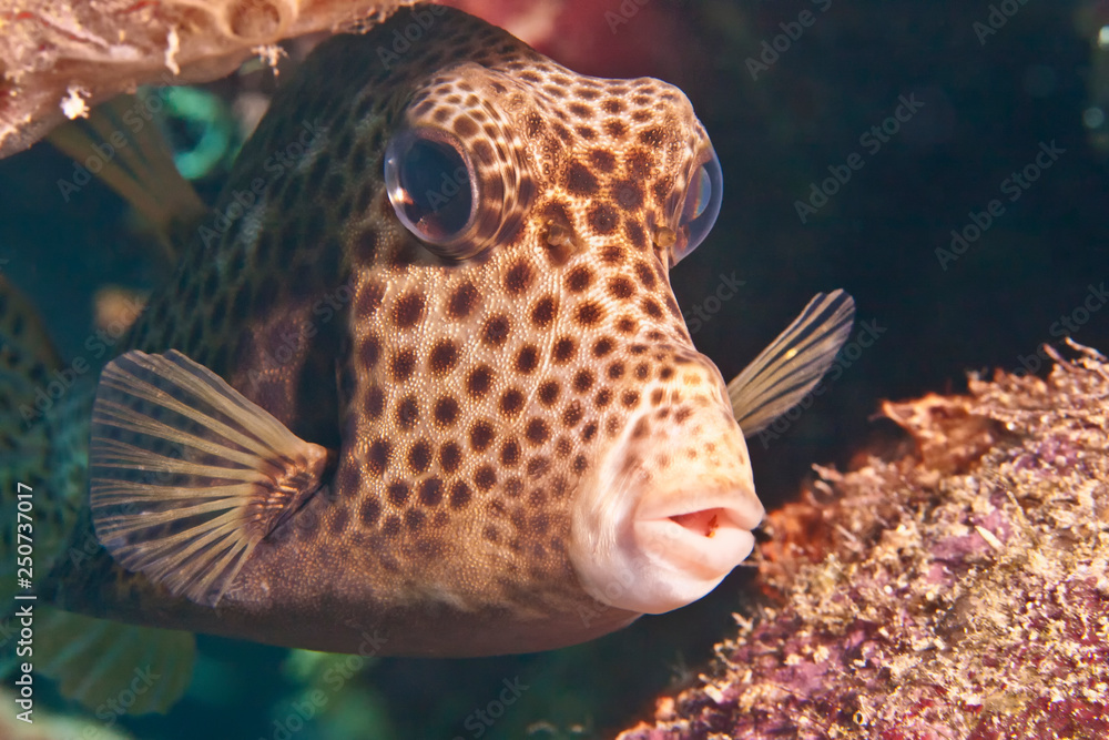 Foto Spotted Trunk Fish (Lactophrys bicaudalis), Caribbean Reefs of ...