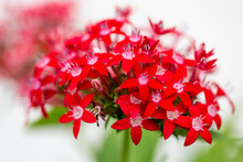 Red Penta Flowers Free Stock Photo - Public Domain Pictures