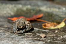 Baby Snapping Turtle On Rock Free Stock Photo - Public Domain Pictures