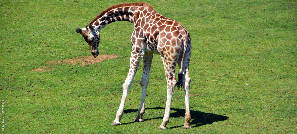 Stock-Foto „The giraffe (Giraffa camelopardalis) is an African even ...