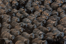 Sheep Butts Free Stock Photo - Public Domain Pictures