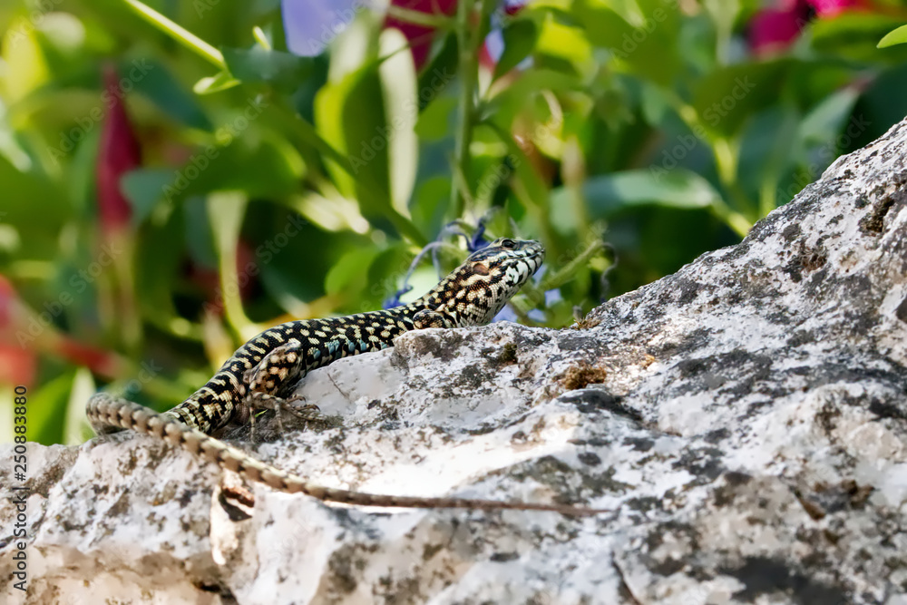 Spotted beige and black lizard on a rock with green plants and red ...