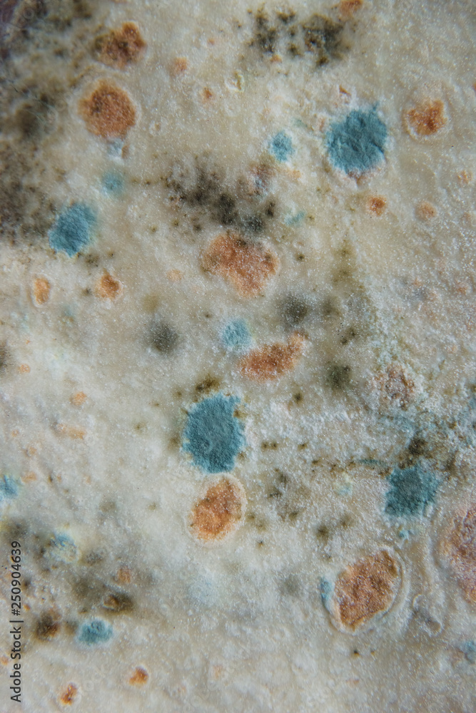 Pita bread with mold. Spoiled food. Mold on products. Mold fungus. Aspergillus. Penicillium. The ...