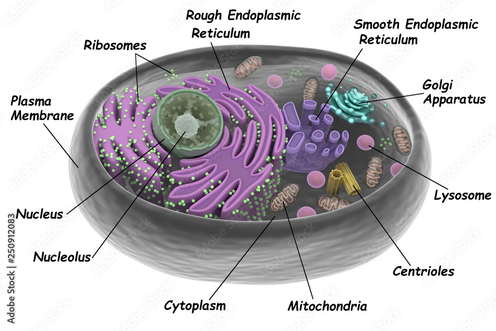 Animal cell, 3d rendering, isolated on white with the organelles ...