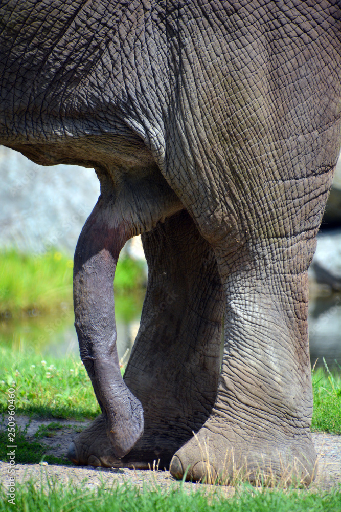 Photo Stock Penis Of African Elephants Are Elephants Of The Genus