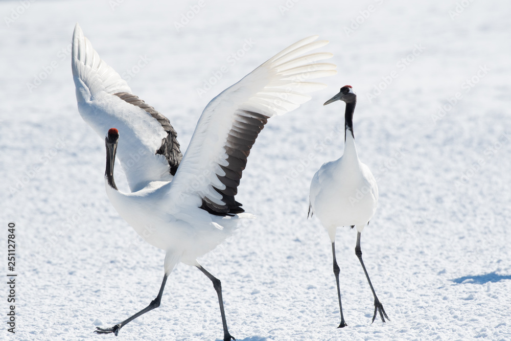 Red-crowned cranes dancing in Tsurui village, Hokkaido, Japan Stock ...