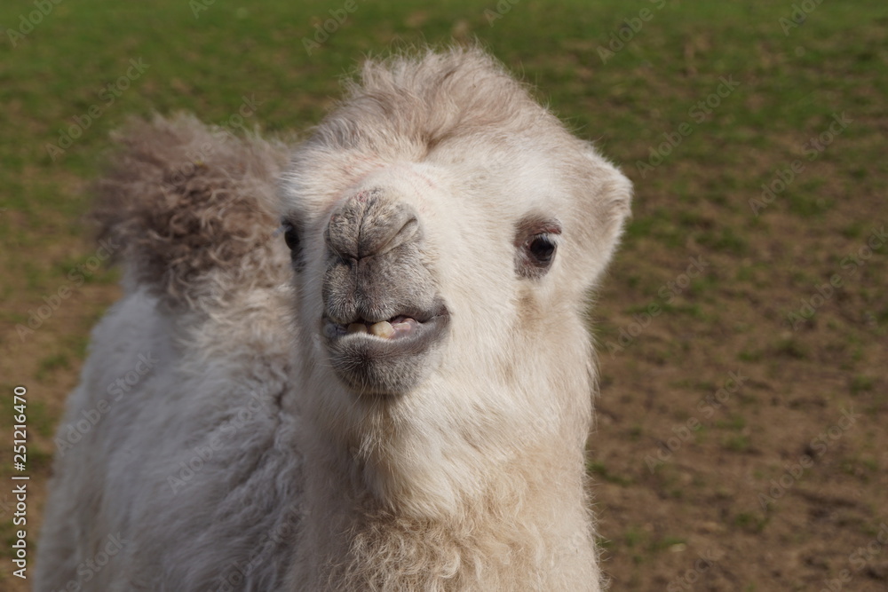 tier, camel, lama, alpaka, säugetier, fell, tierpark, natur, kopf, lama ...