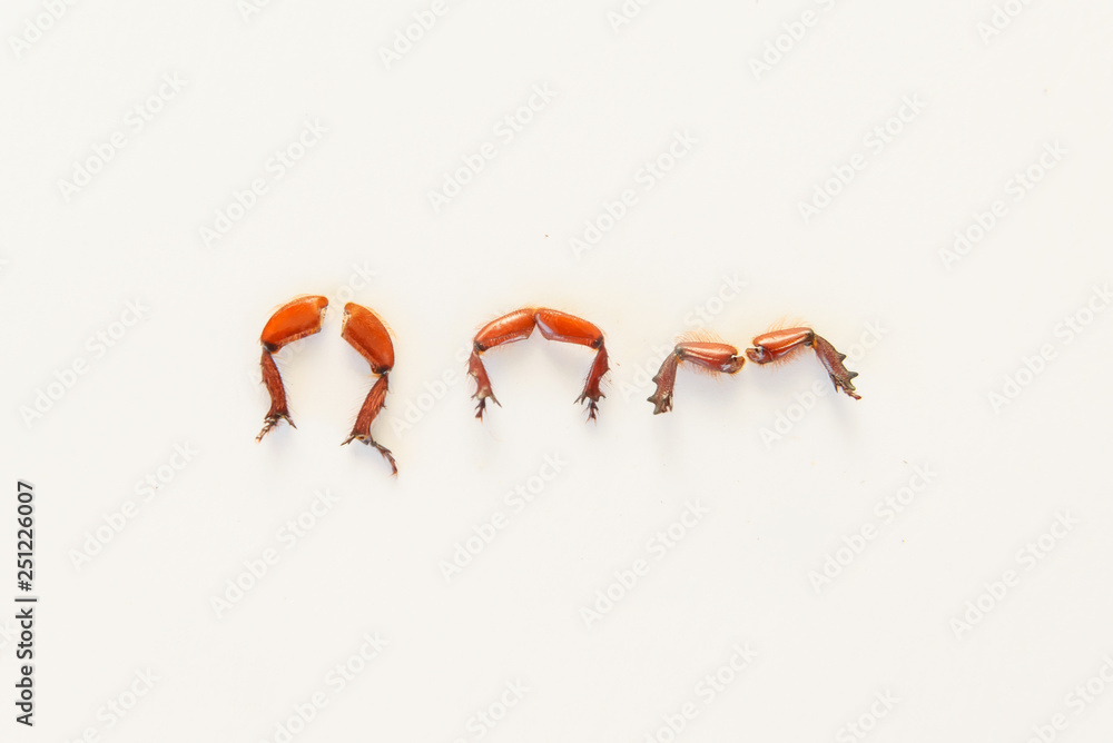 Anatomy of an insect. Elytra and beetle legs. Female Rhino beetle ...