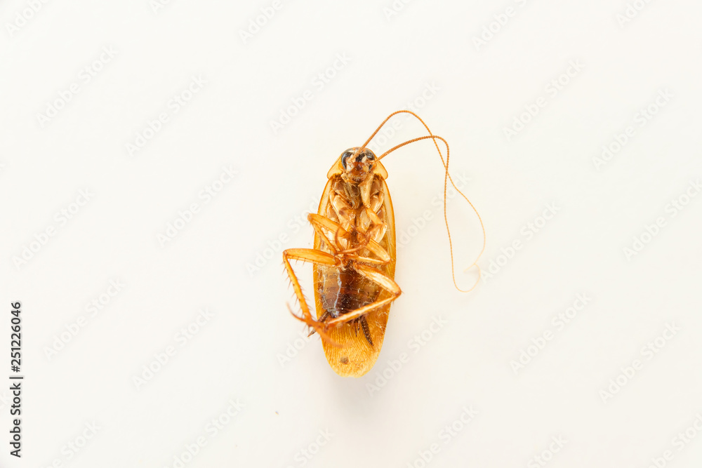 Dead cockroach on white background. Brown cockroach. Insect. Parasite ...