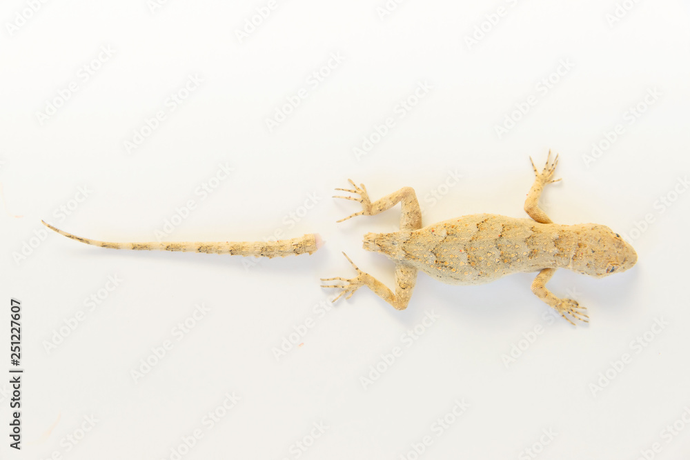 Lizard on white background. Beige lizard without tail. The reaction of ...