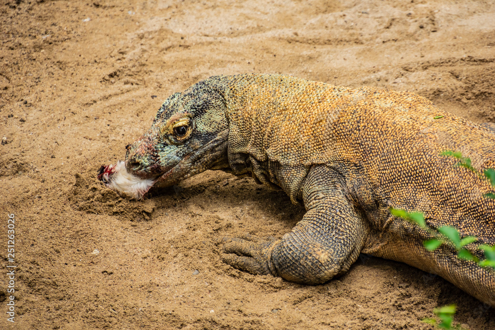 The Komodo dragon eating. Found in the Indonesian islands of Komodo ...