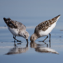 Two Sanderling Birds Free Stock Photo - Public Domain Pictures