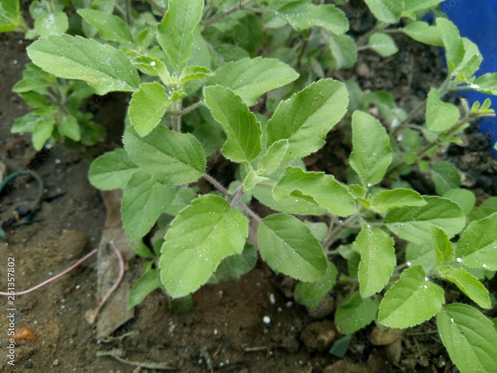 Mentha (also known as mint, from Greek míntha, Linear B mi-ta) is a ...