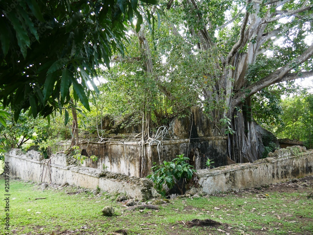 Ancienne prison d'esclaves et banain sauvage à Petit Canal Guadeloupe ...