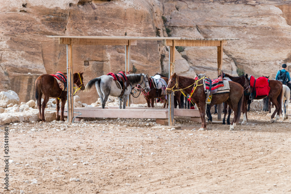Horses in Petra, Jordan. Petra is one of the New Seven Wonders of the ...