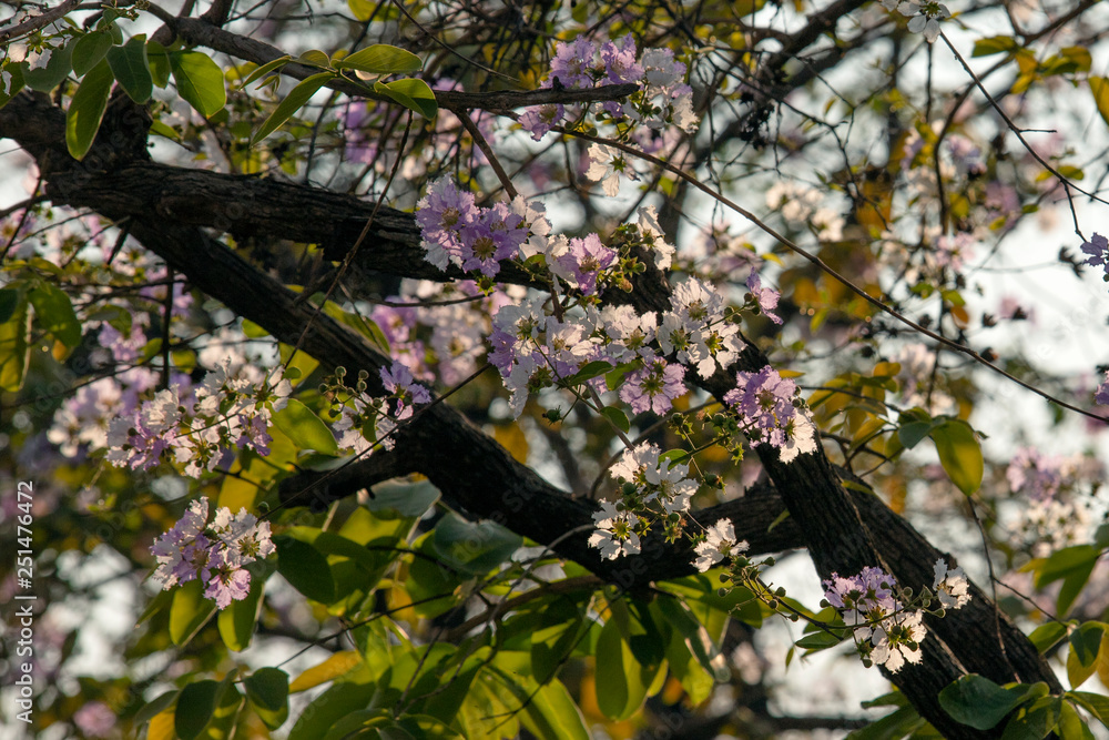 Beautiful flower Queens Crape-Myrtle Flower blooming soft focus. Stock ...