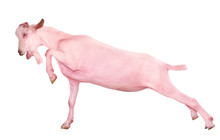 Violent Goat Free Stock Photo - Public Domain Pictures