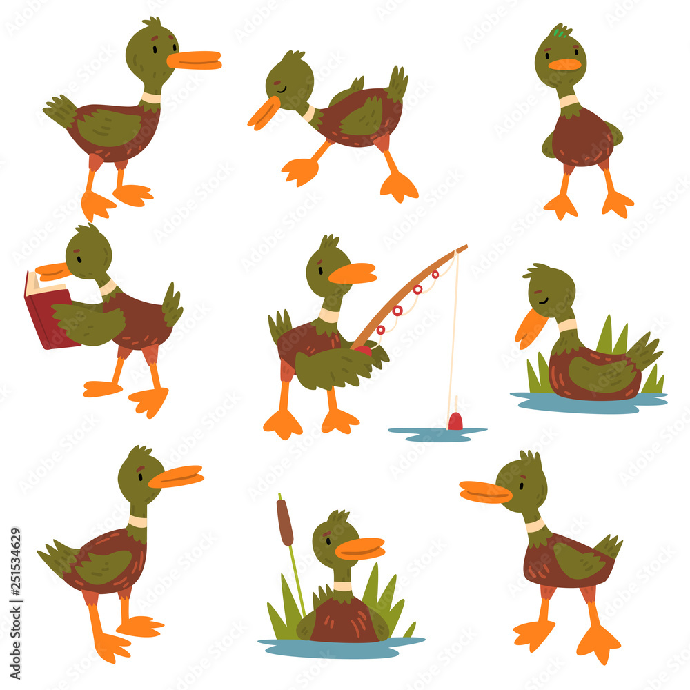 Cute Male Mallard Duck Set, Cute Funny Duckling Cartoon Character in ...