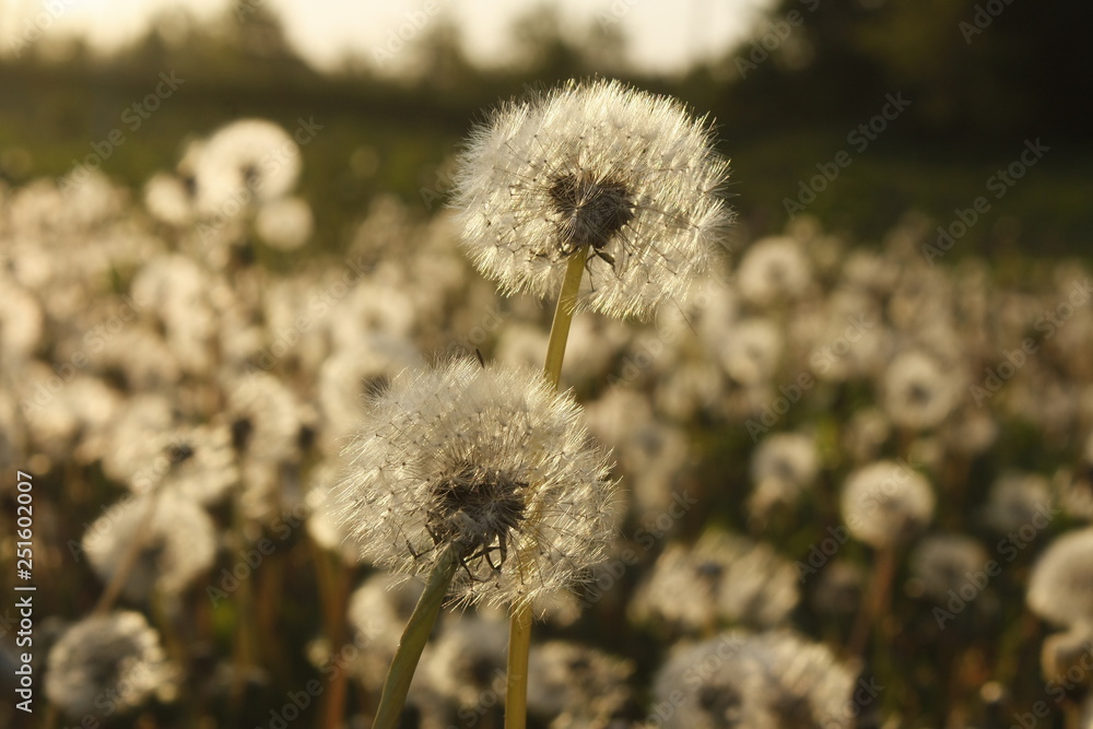Field of white puffs from dandelions, taraxacum officinale flower ...