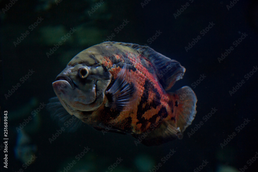 Oscar, tiger oscar, velvet cichlid, marble cichlid (Astronotus ...