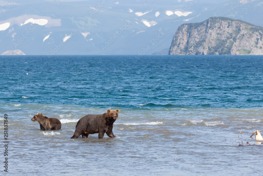 Group of brown wild bears fishing in Kuril lake. Back view of bear ...