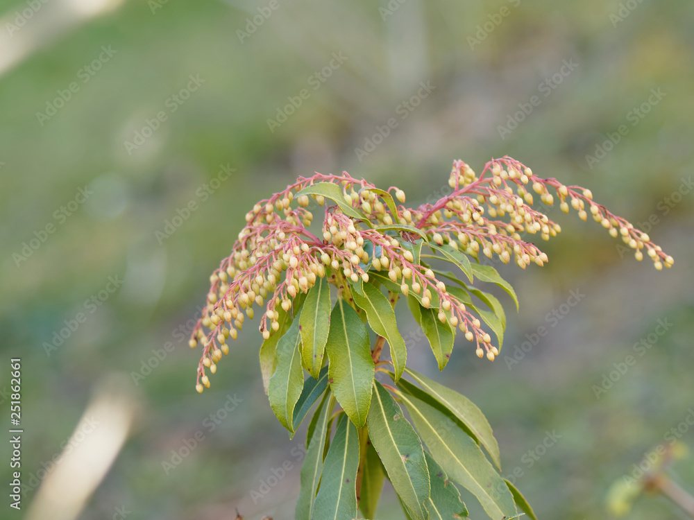 Pieris japonica. Fleurs non maturées en forme de panicules en fin d ...